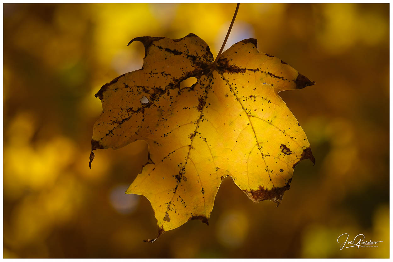 Burnt Yellow on Yellow | The Visual Chronicle