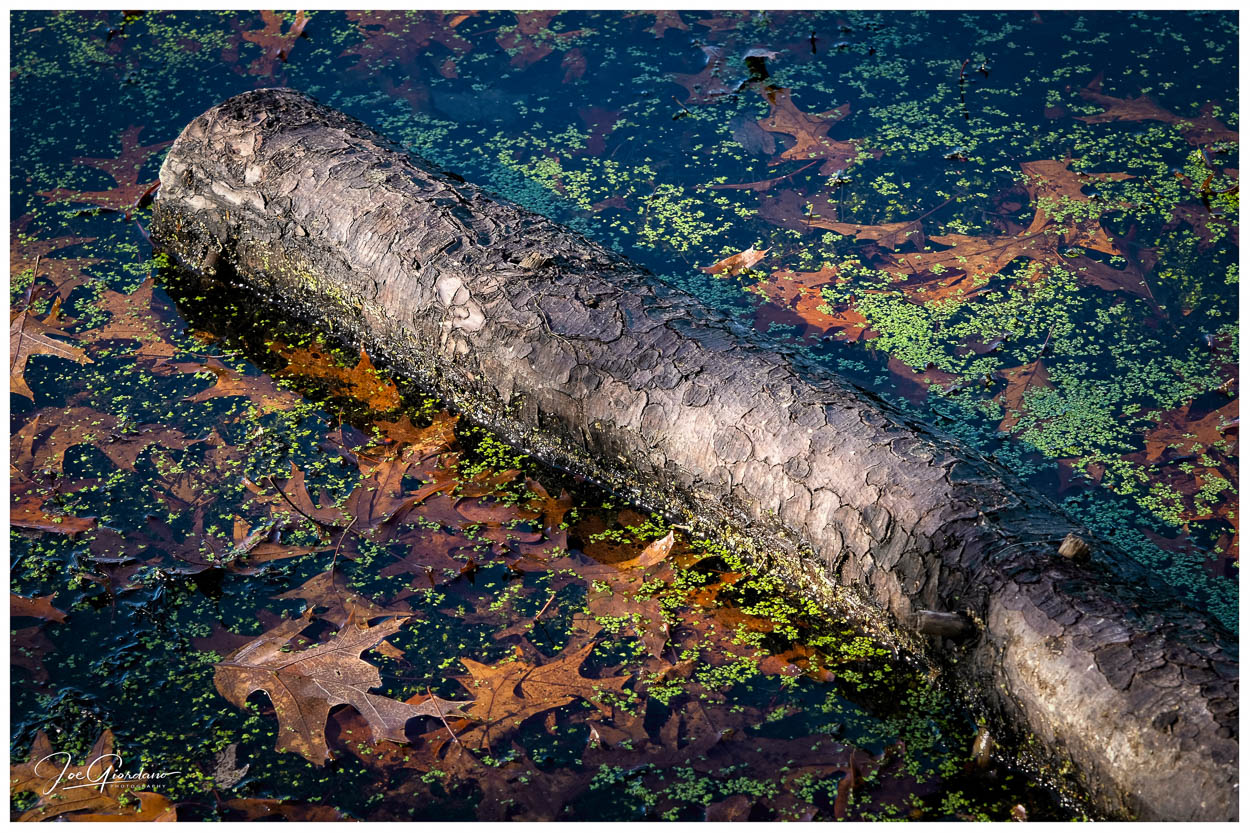 Log | The Visual Chronicle