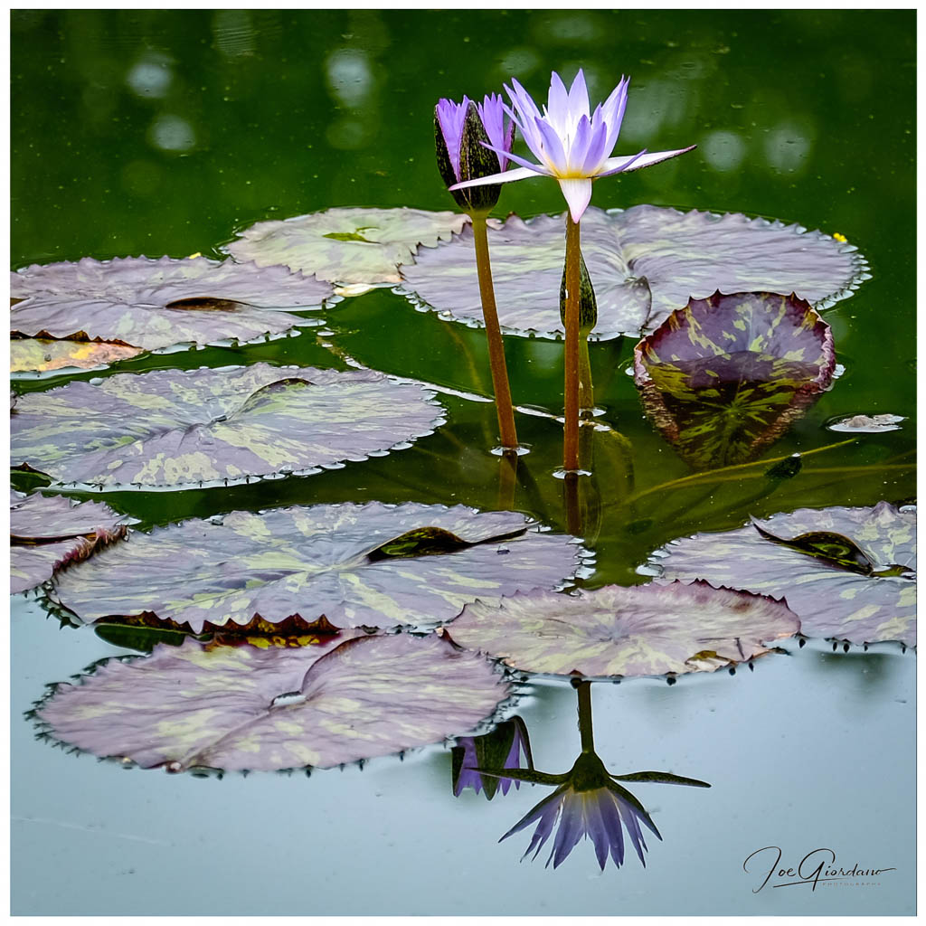 Water Lily Reflection | The Visual Chronicle