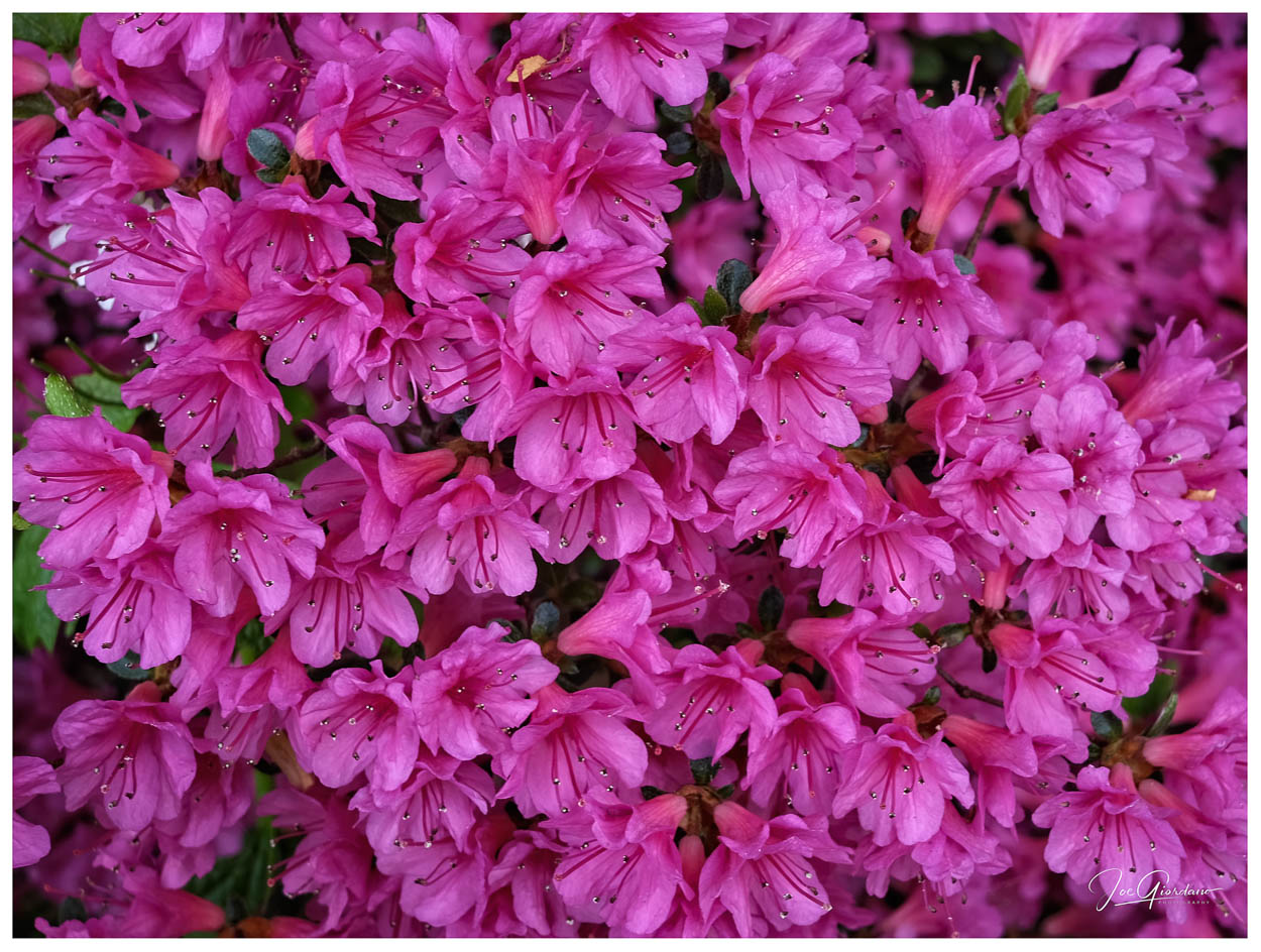 PJM Rhododendron | The Visual Chronicle