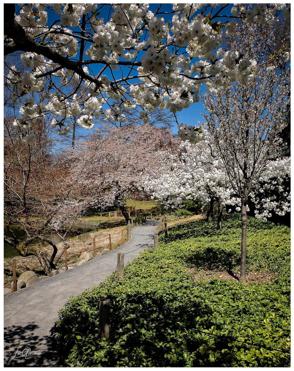 Brooklyn In Bloom | The Visual Chronicle