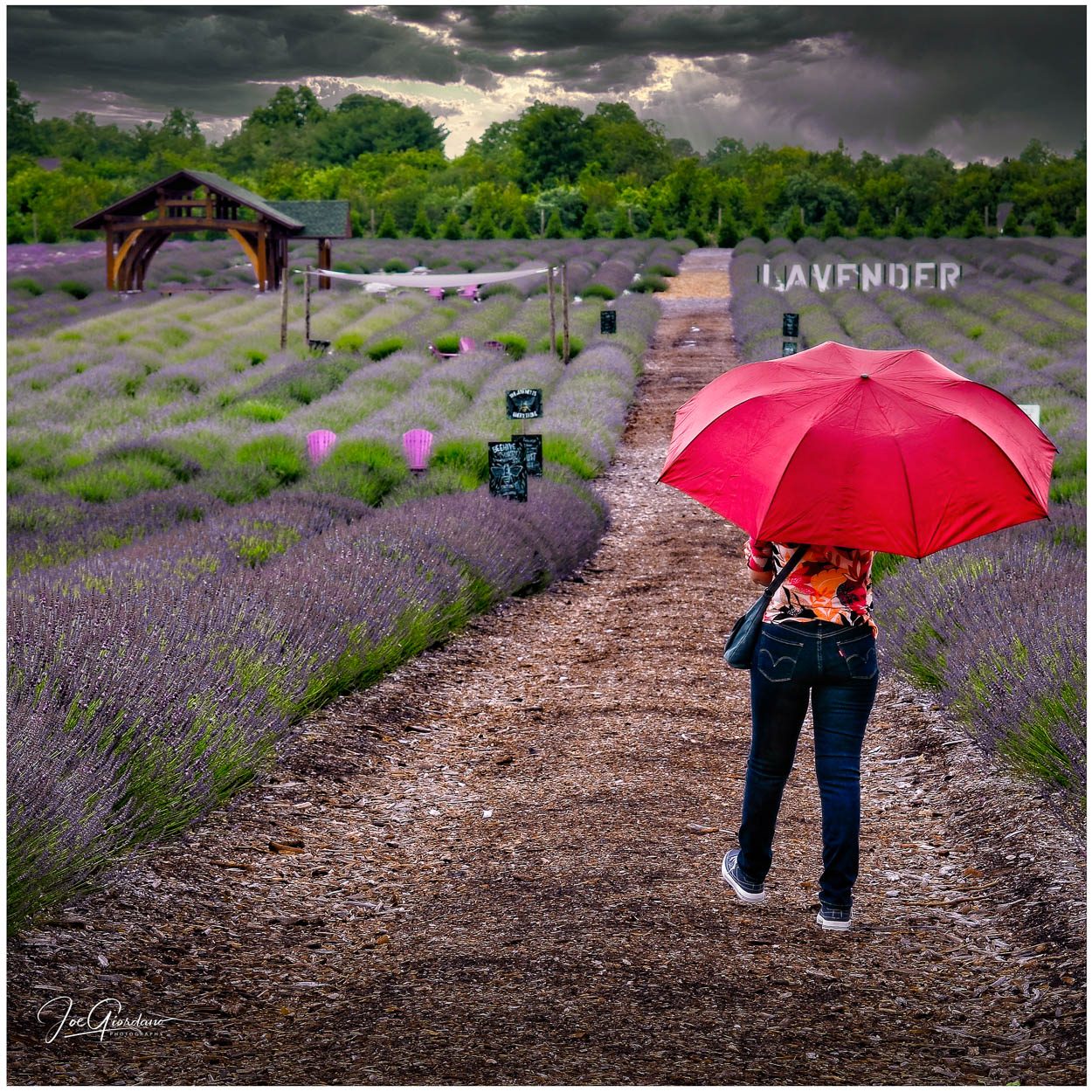 Rain And Lavender | The Visual Chronicle