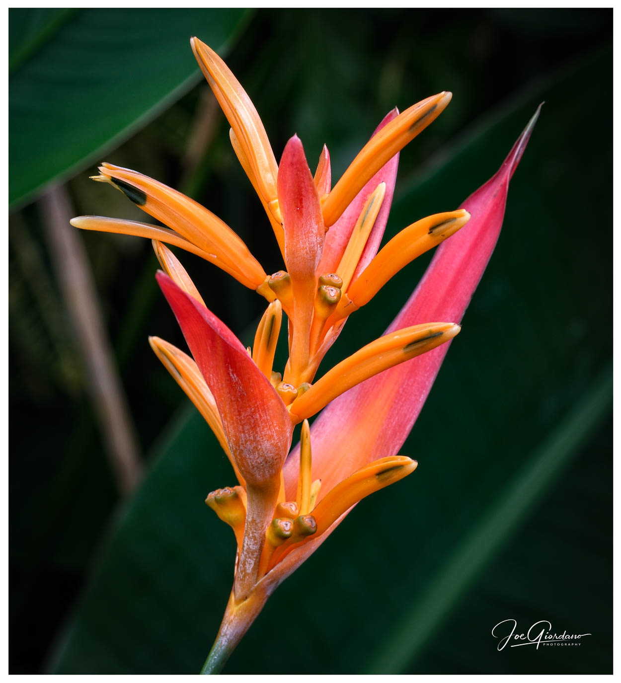 Parakeet Flower | The Visual Chronicle