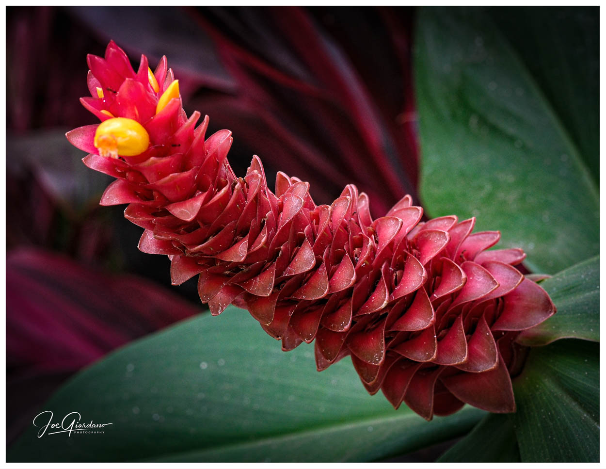 Red Spiral Ginger | The Visual Chronicle